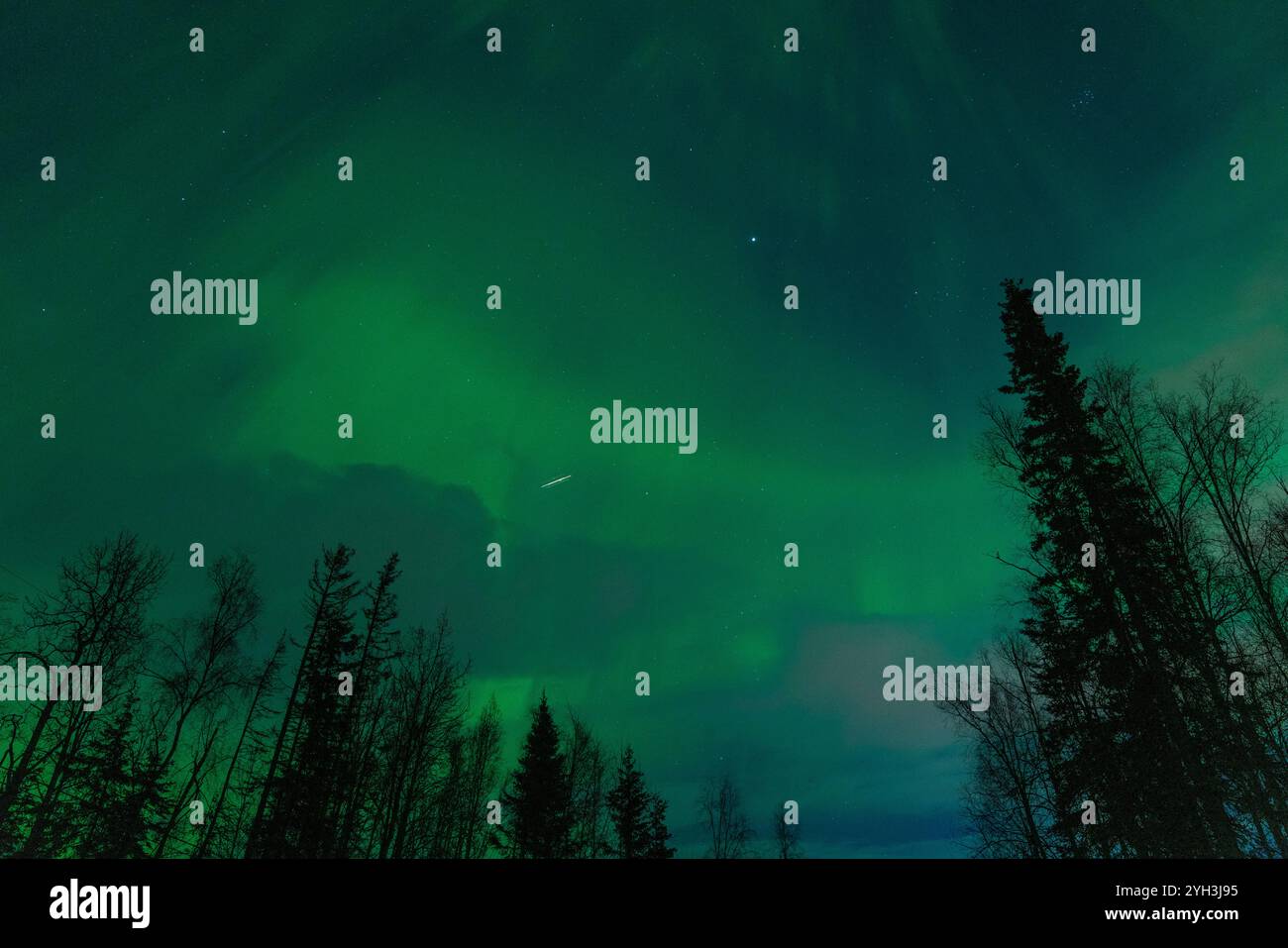 Northern Lights Aurora Borealis illuminate the sky in Alaska, United ...