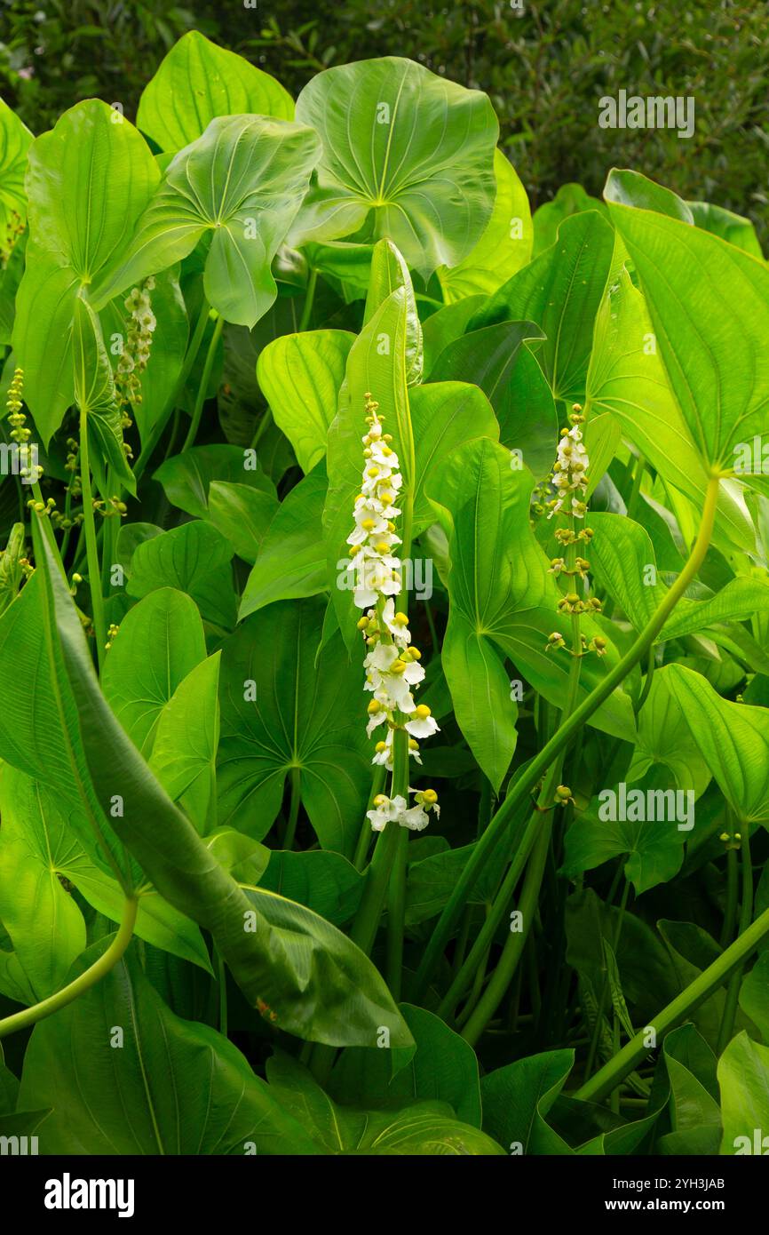 Indian potato sagittaria latifolia hi-res stock photography and images ...