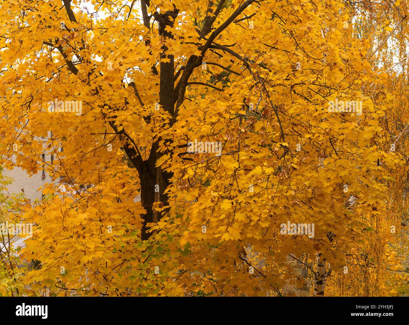 Leaves turned yellow hi-res stock photography and images - Alamy
