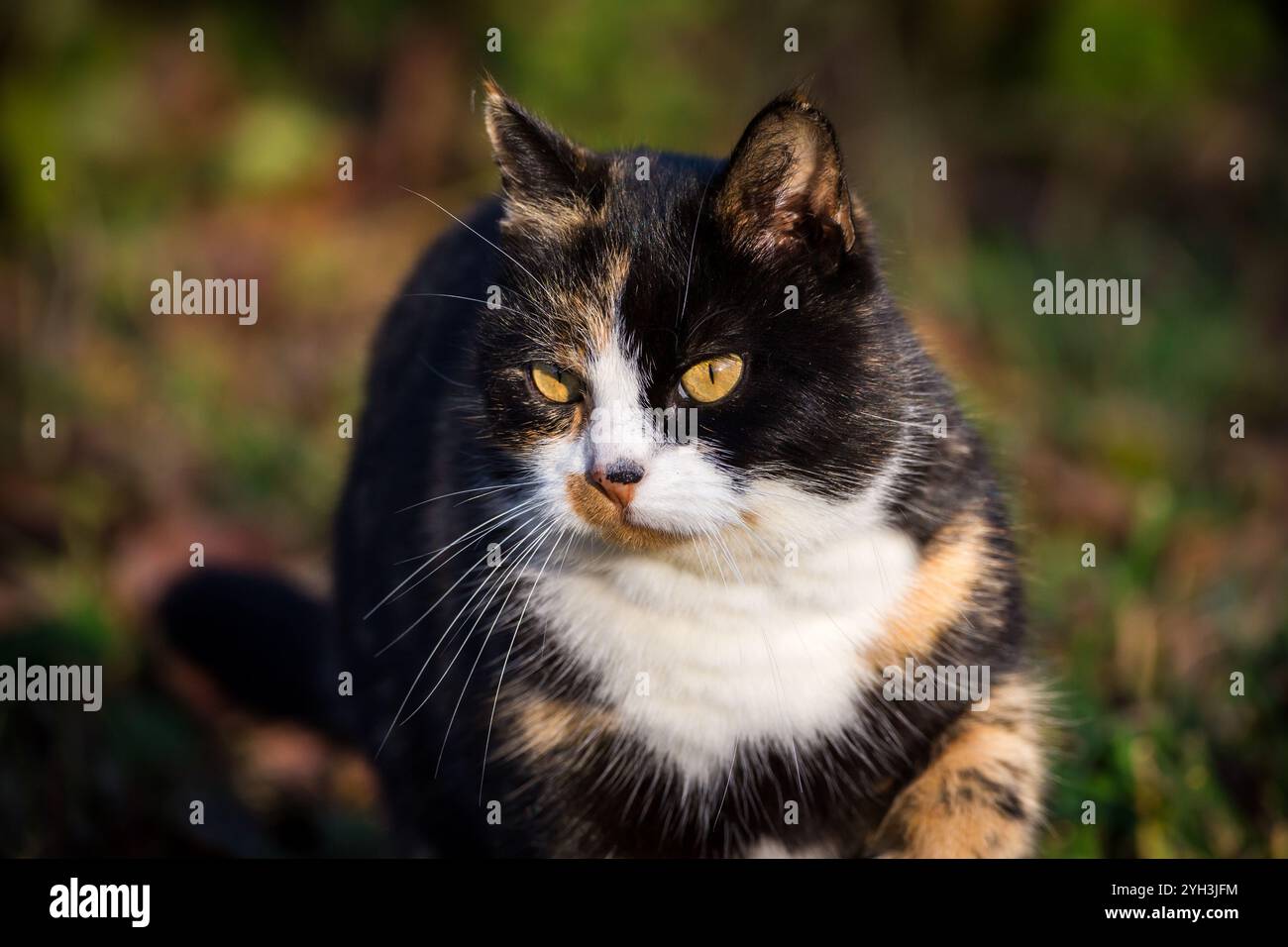 Strolling around hi-res stock photography and images - Alamy