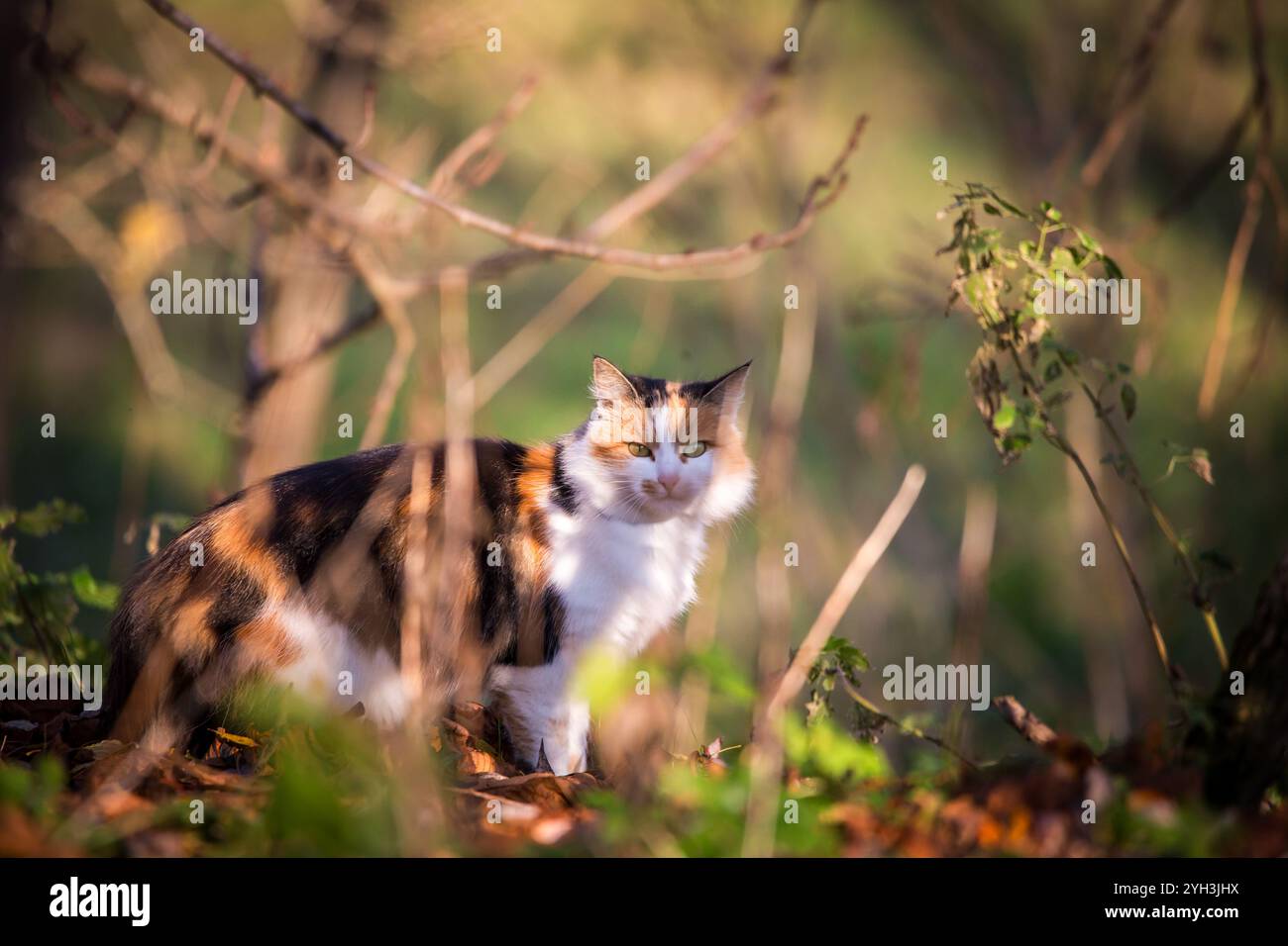 Cat strolling around in the garden Stock Photo - Alamy