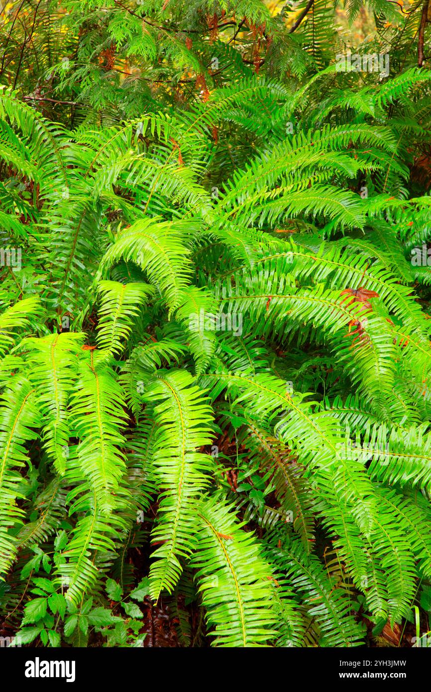 Western sword fern (Polystichum munitum), Molalla River Corridor ...