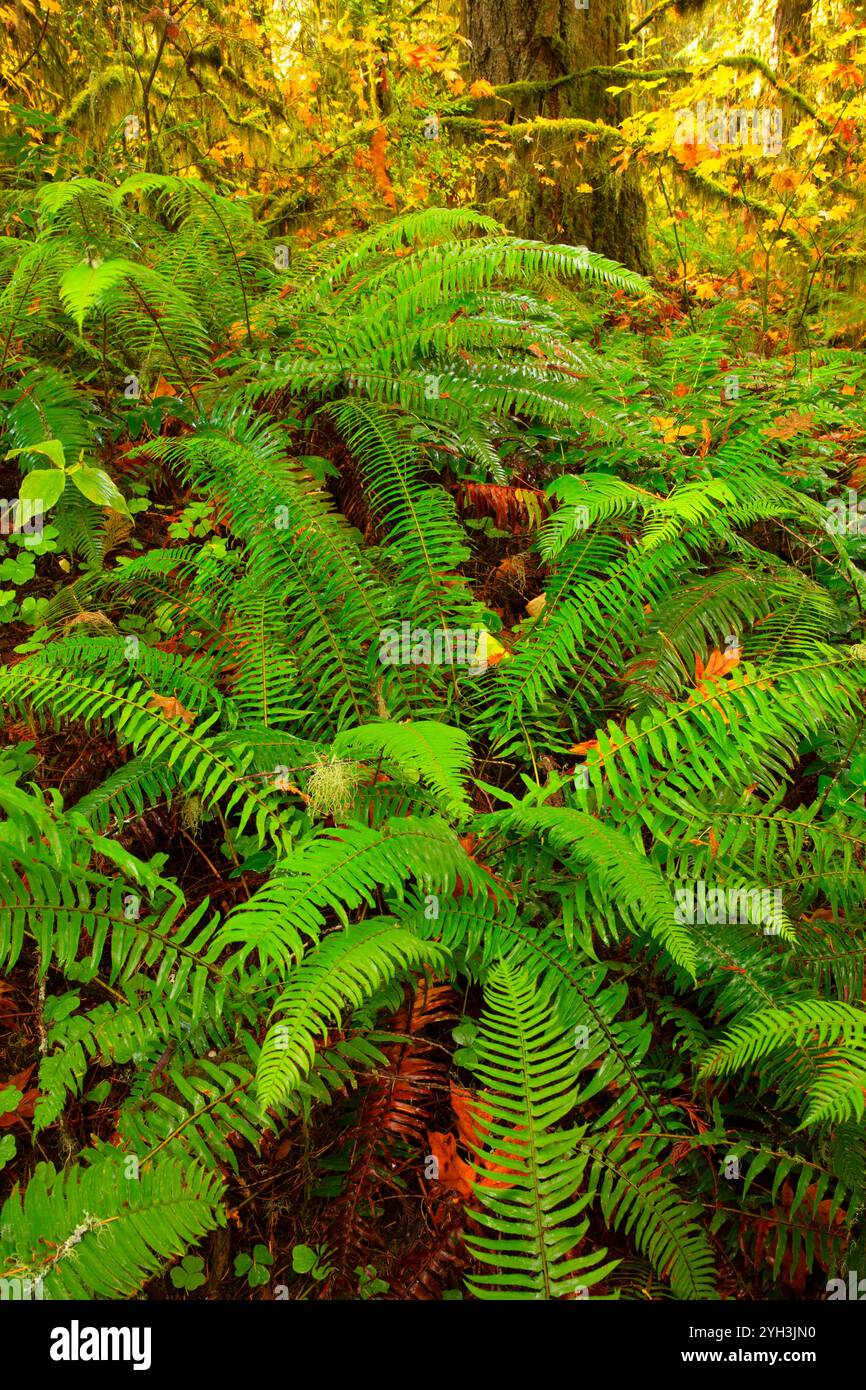 Western sword fern (Polystichum munitum), Molalla River Corridor ...