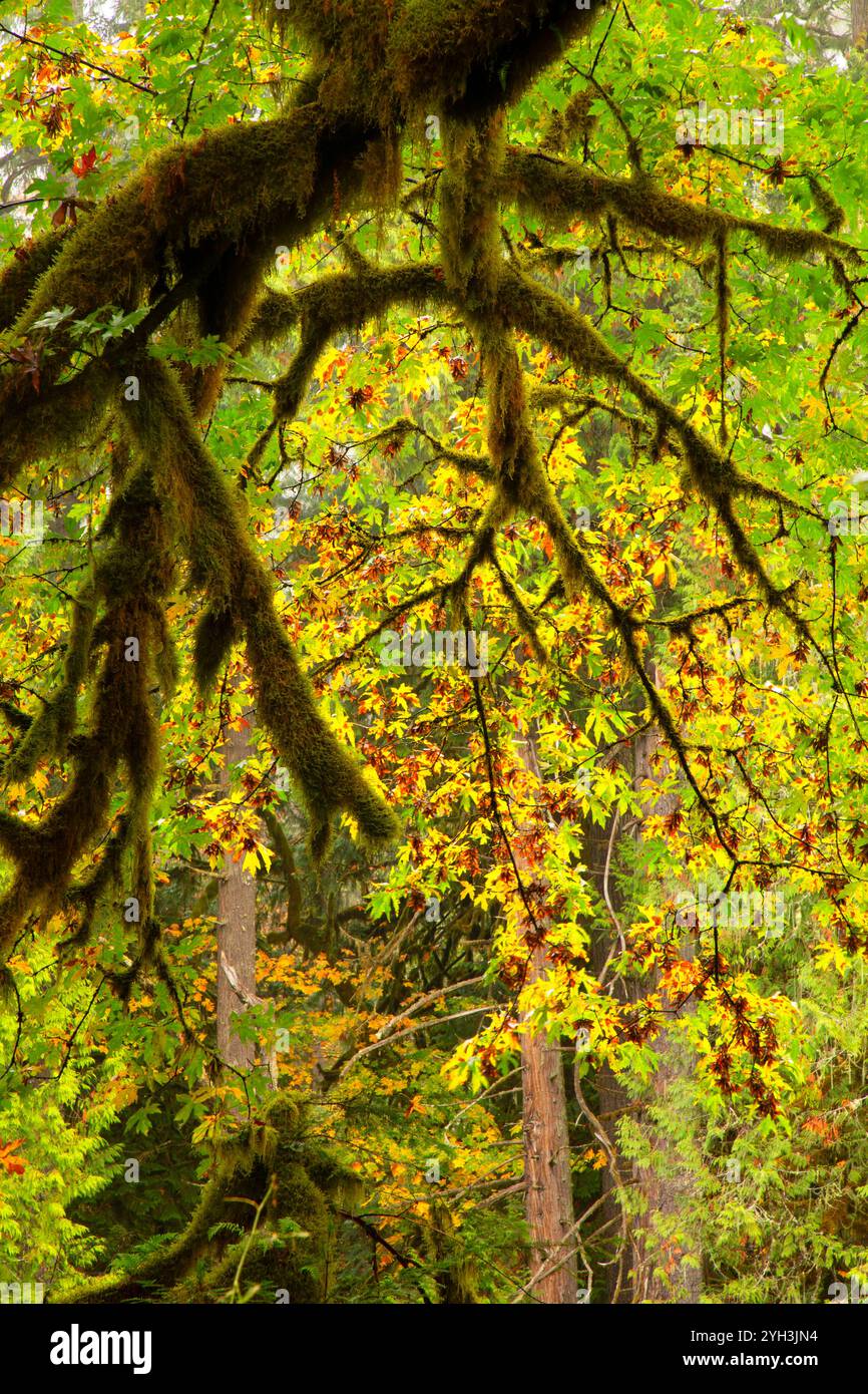 Bigleaf maple (Acer macrophyllum), Molalla River Corridor Recreation ...