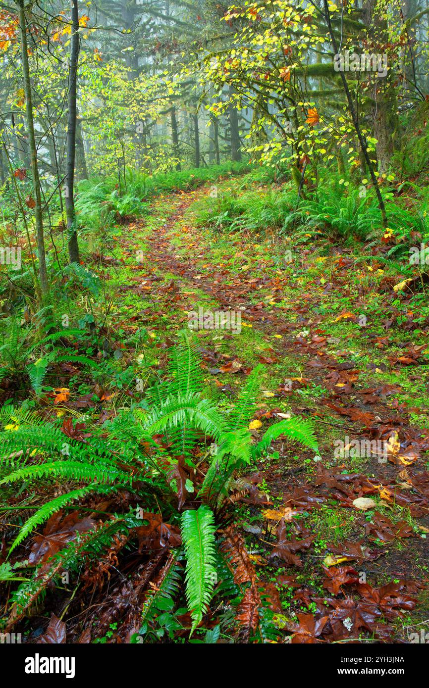 Hiking trail, Molalla River Corridor Recreation Area, Salem District ...
