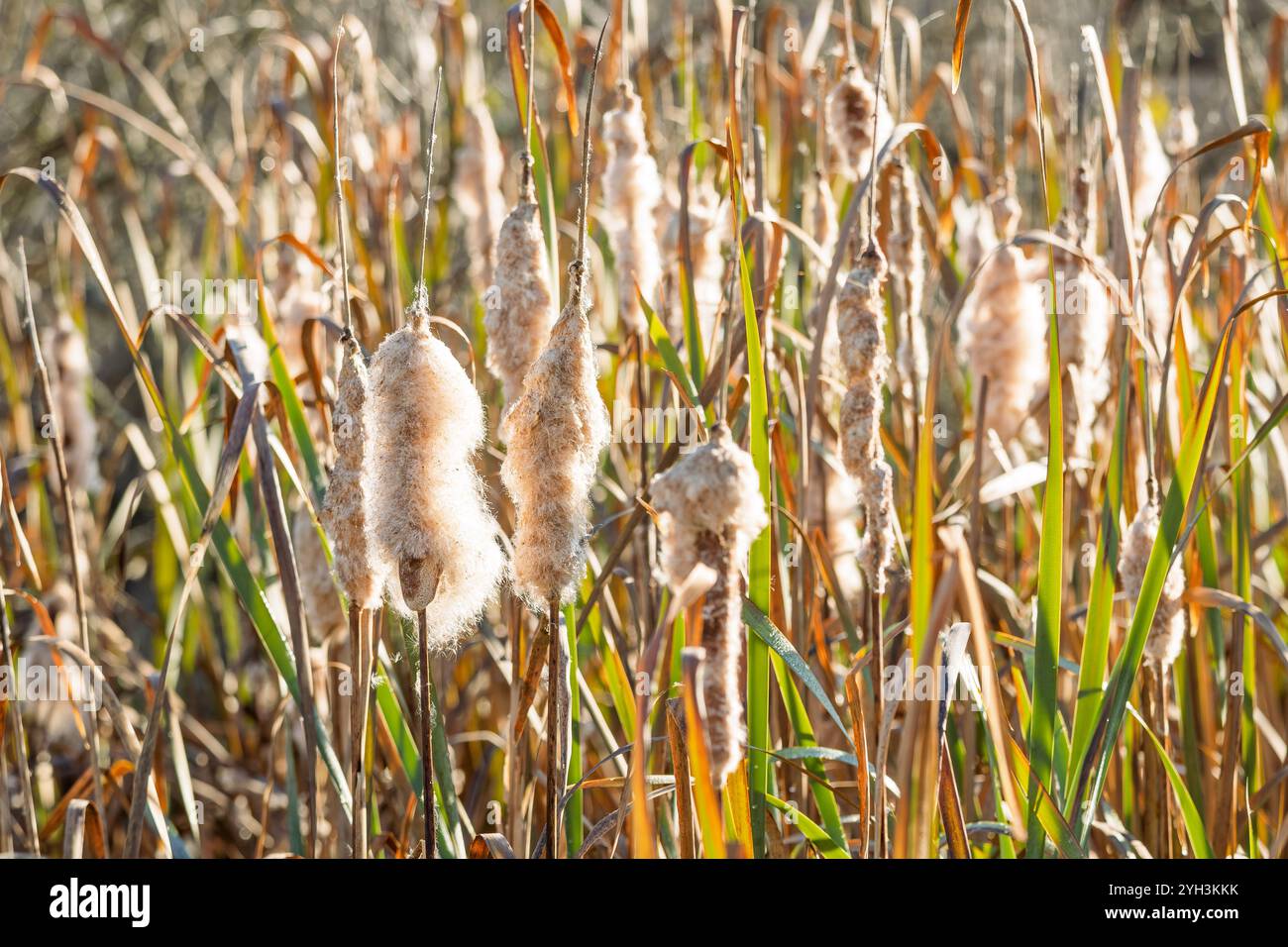 Fluffy cattail in the swamp close-up. A detailed view of fluffy mature ...
