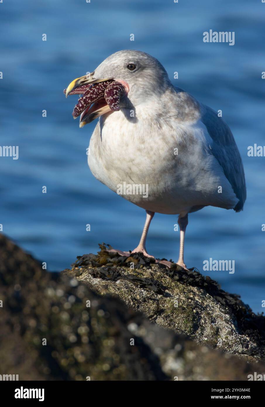 Gull eating starfish, South Beach State Park, Newport, Oregon Stock ...
