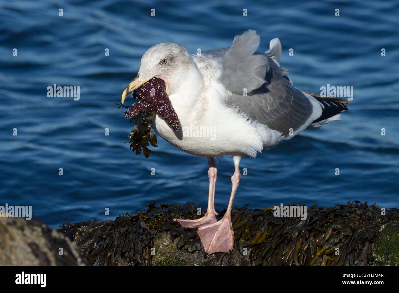 Gull eating starfish, South Beach State Park, Newport, Oregon Stock ...