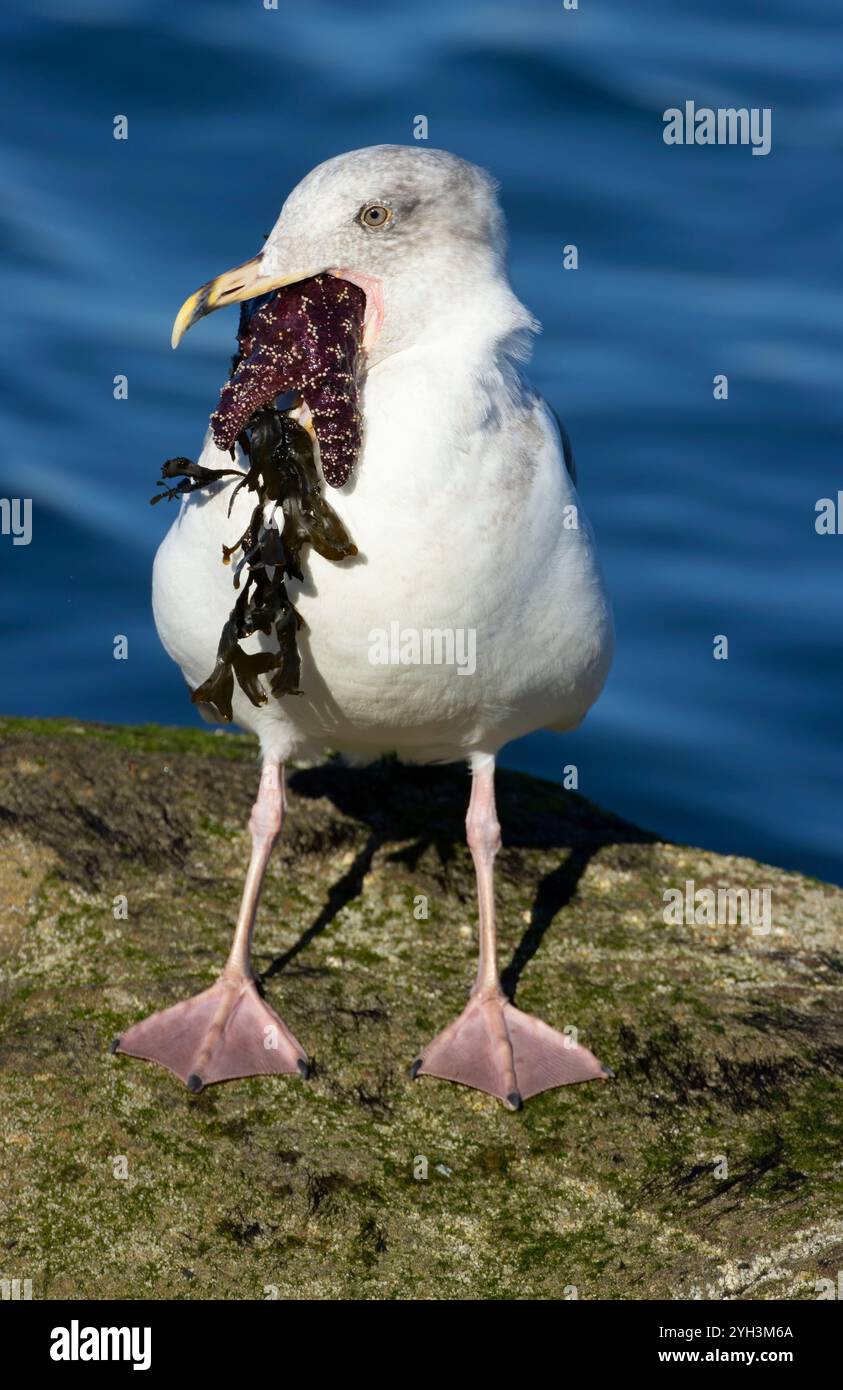 Gull eating starfish, South Beach State Park, Newport, Oregon Stock ...