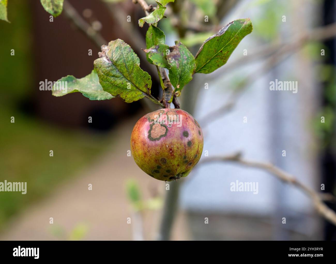 Diseased apple growing on an apple tree in a country garden Stock Photo ...