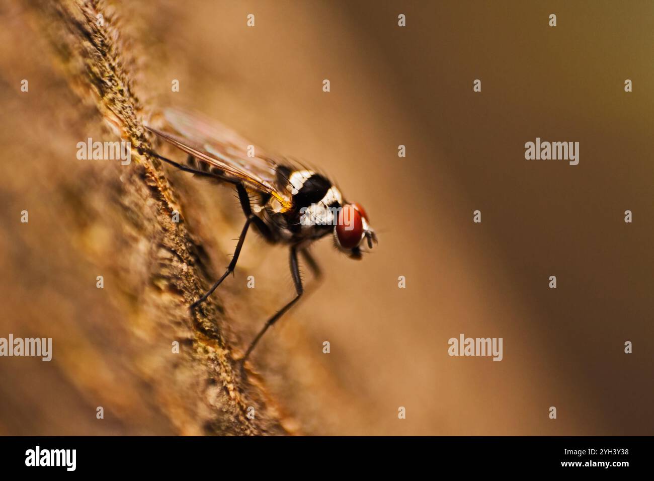 Insect with striped wings hi-res stock photography and images - Alamy