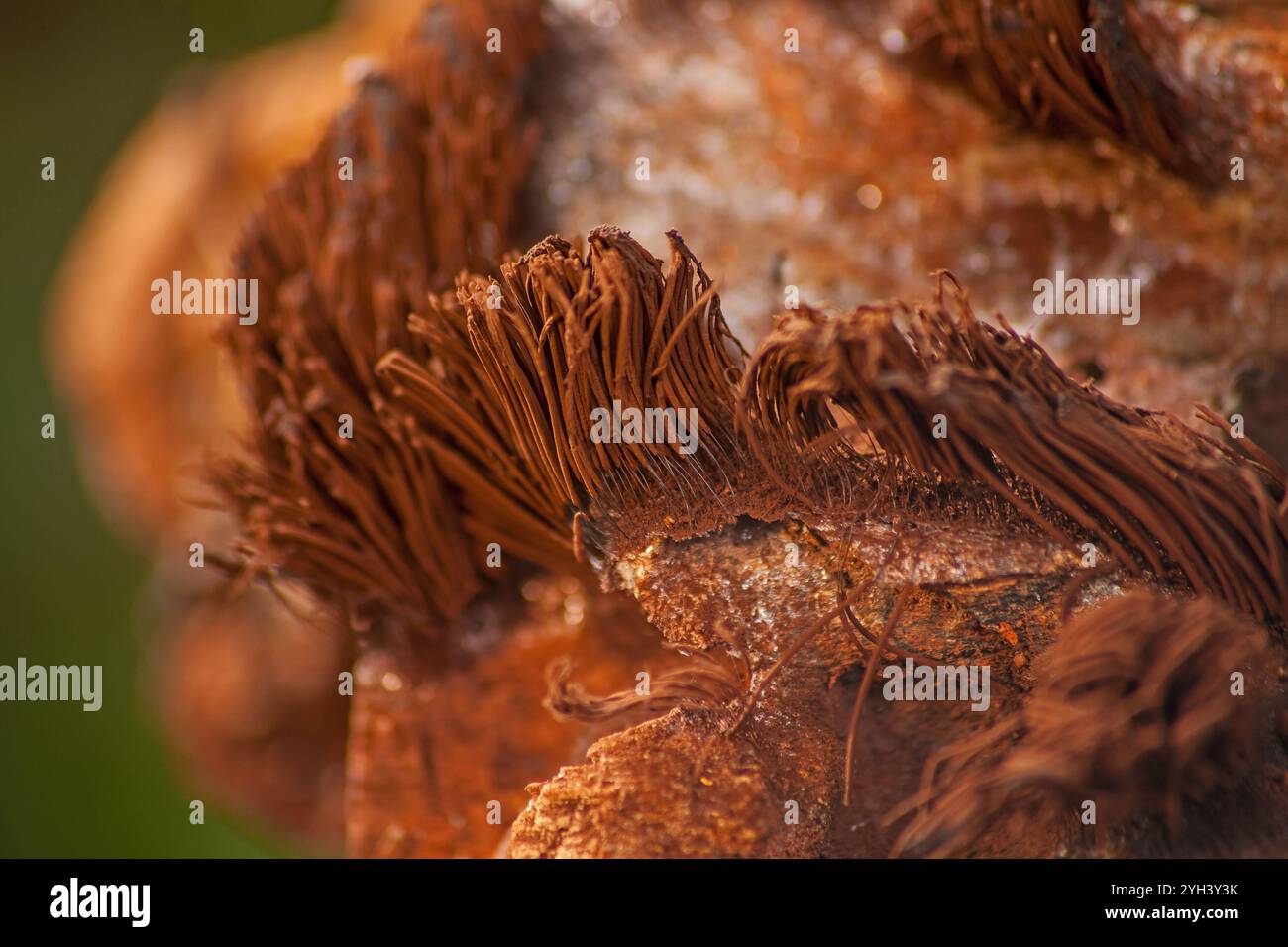 Slime moulds hi-res stock photography and images - Alamy