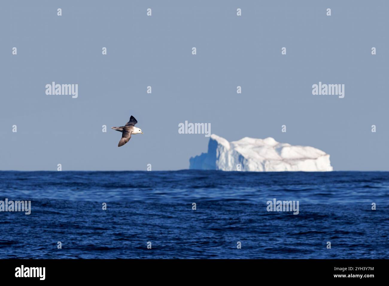 A northern fulmar, Fulmarus glacialis, soars in the clear, blue skies ...