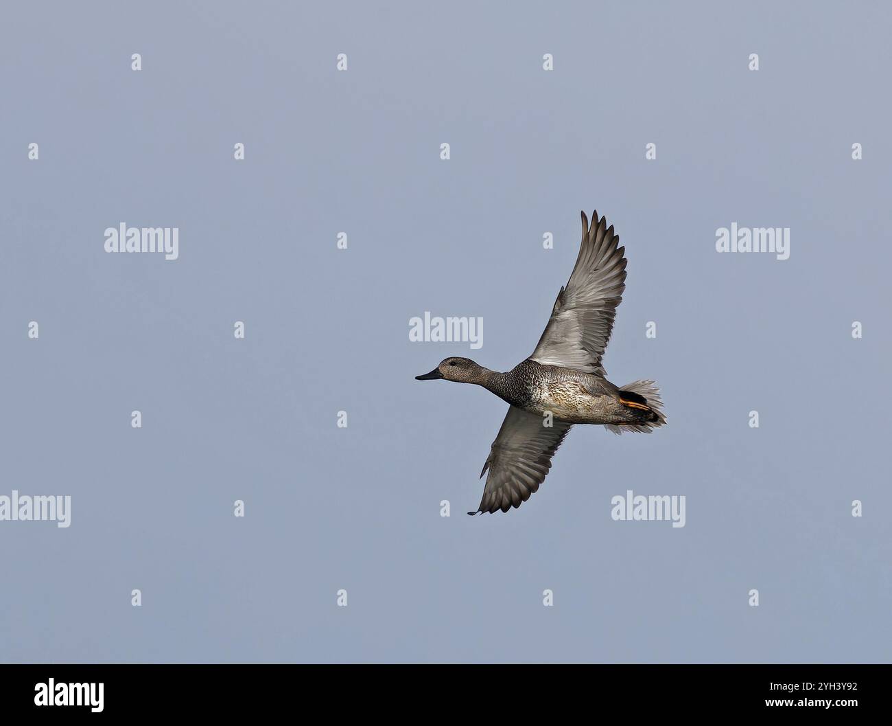 Gadwall duck in flight hi-res stock photography and images - Alamy