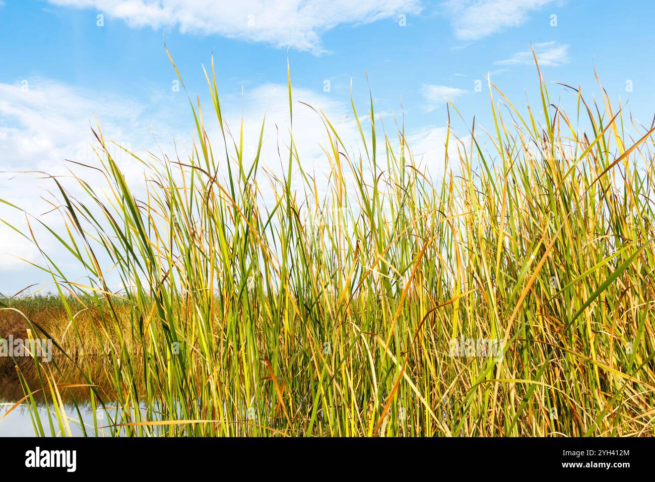 A tall reed grows in a wetland with a clear blue sky in the background ...