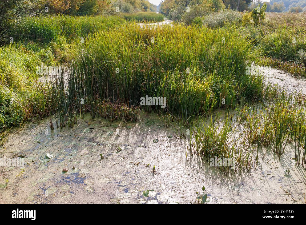 The river, overgrown with thick reeds and aquatic plants, is surrounded ...