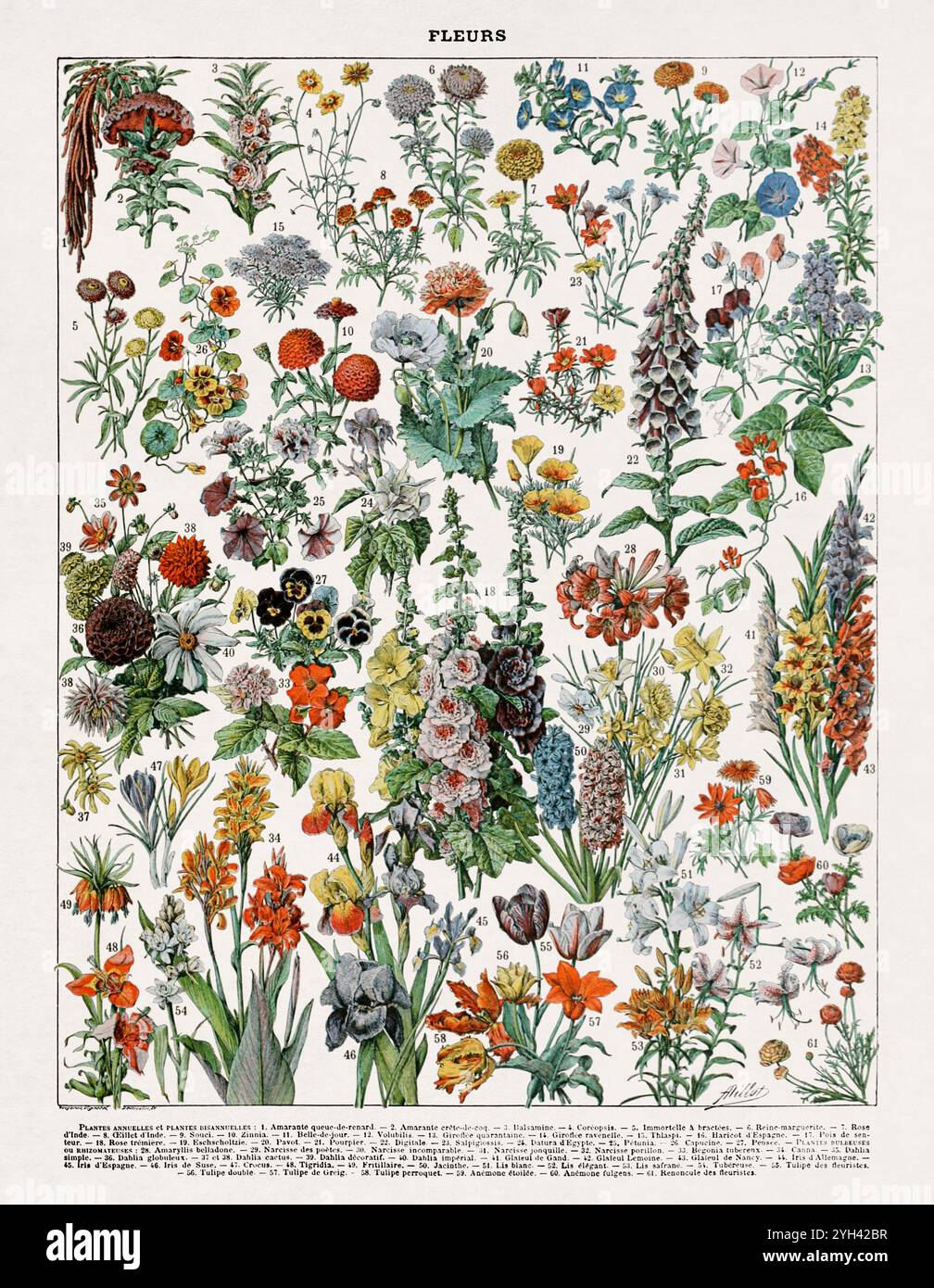 Old illustration about flowers by Adolphe Philippe Millot printed in a ...