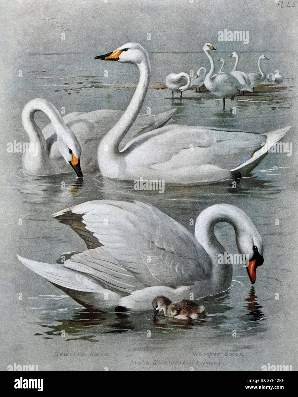 Bewicks Swan(Cygnus columbianus bewickii), Whooper Swan(Cygnus cygnus ...