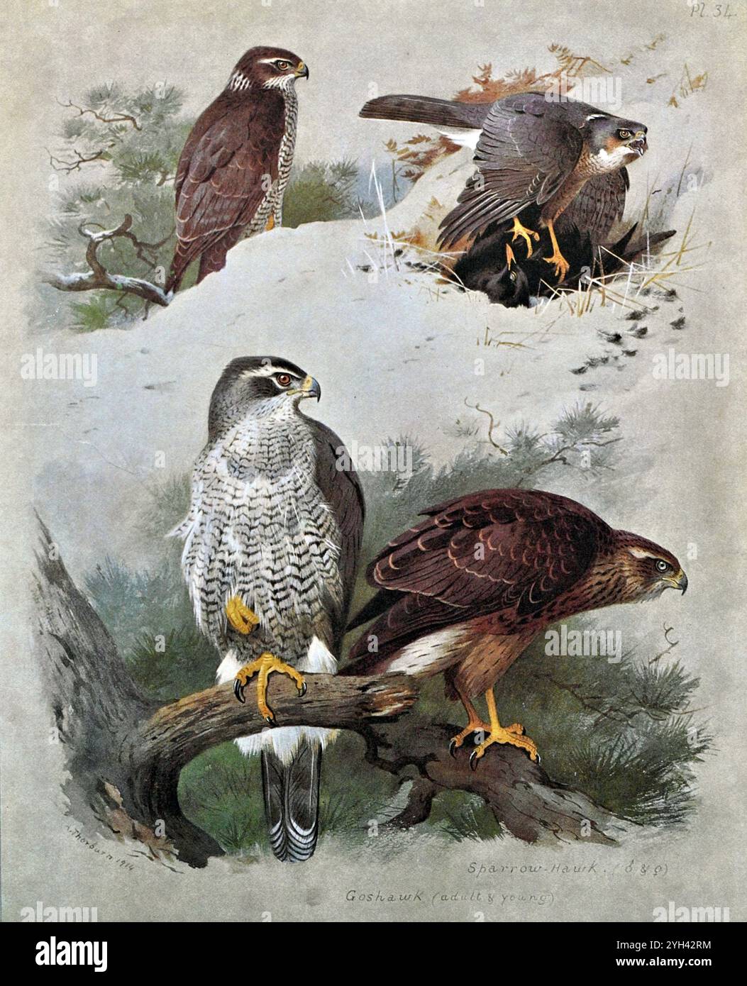 Sparrowhawk(Accipiter nisus) at top and Goshawk(Accipiter gentilis) at ...