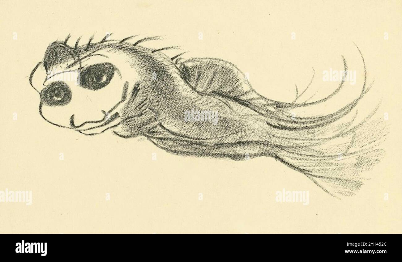 Odilon Redon - Menu for Dinner - 1887 Stock Photo - Alamy