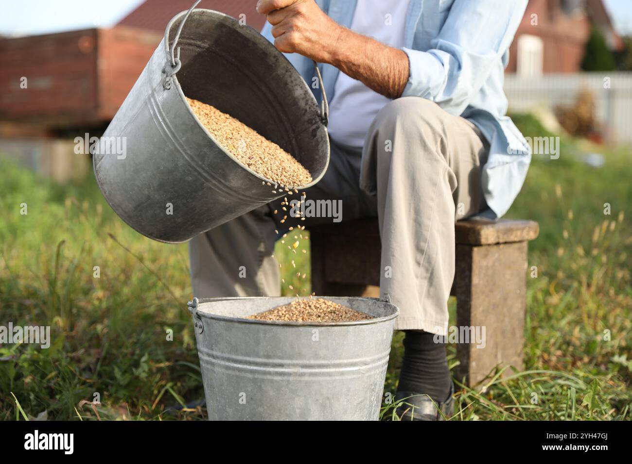 Senior man pouring wheat hi-res stock photography and images - Alamy