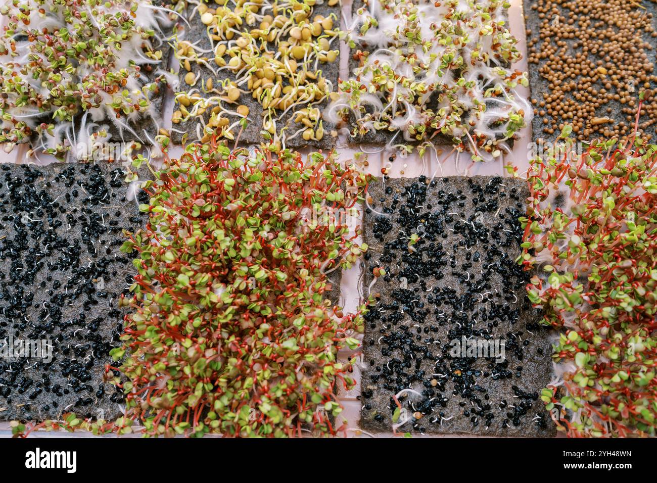 Sprouted mustard and onion seeds on linen mats next to red radish and ...