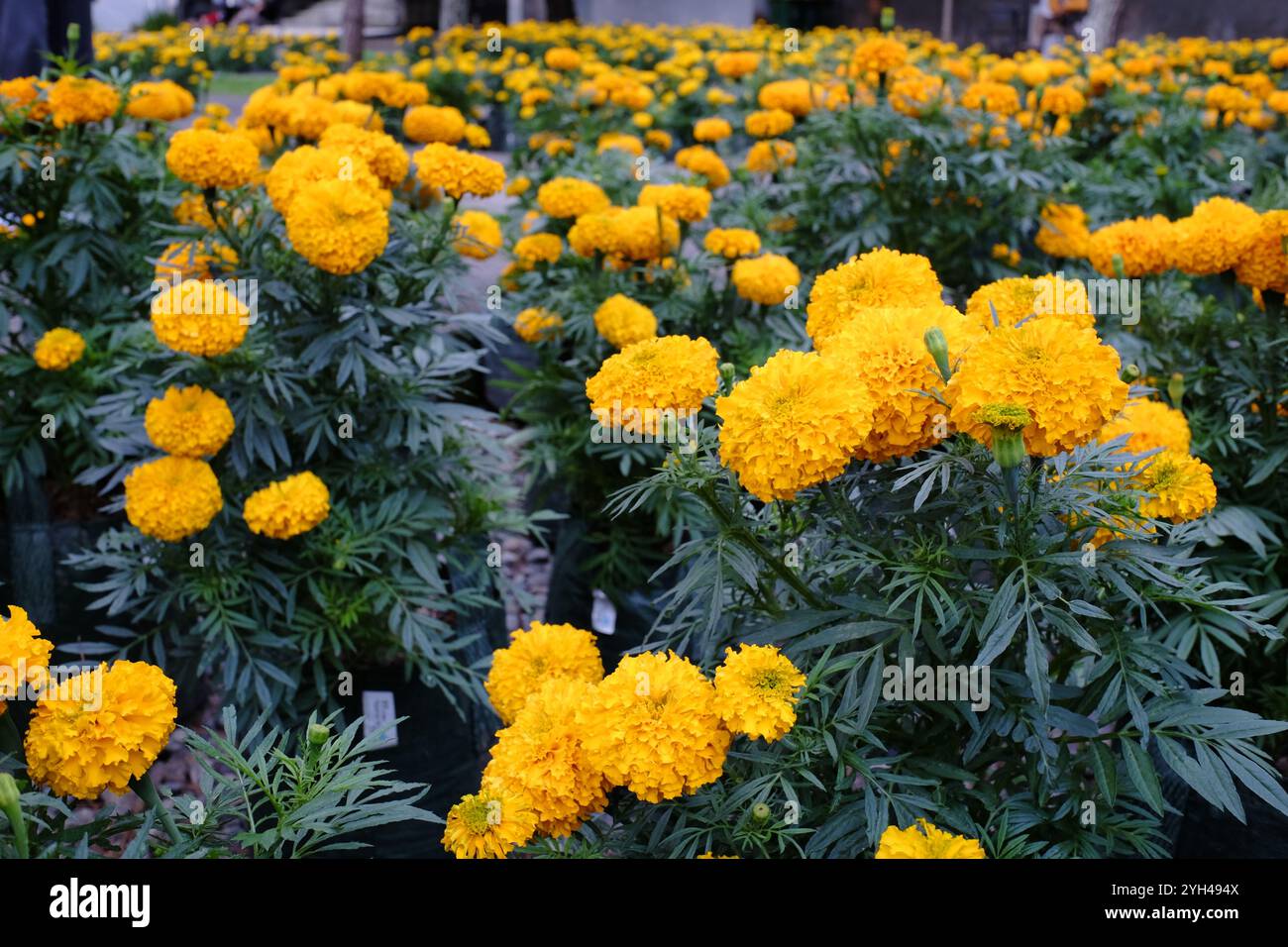A marigold garden is in full bloom, displaying its beauty in the ...