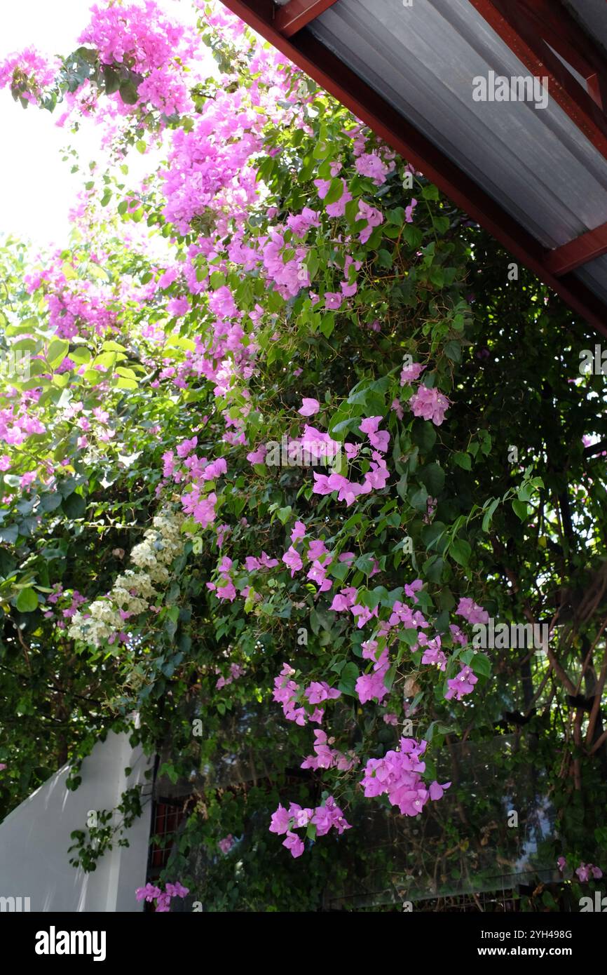 A bougainvillea plant with beautifully blooming purple flowers in the ...