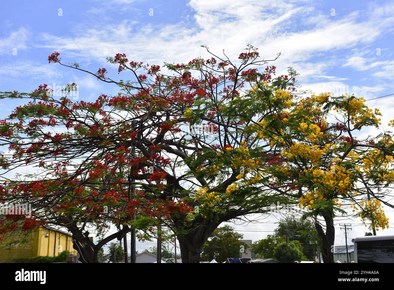 Flamboyant Tree In Barbados/May Flower Tree Stock Photo - Alamy