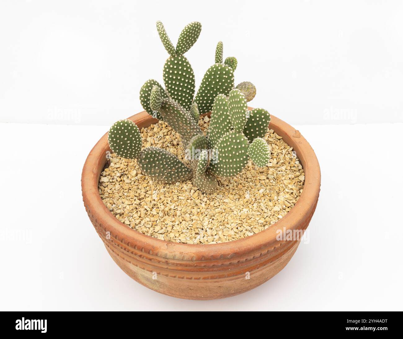 Bunny ears cactus in a clay pot isolated on white background Stock ...