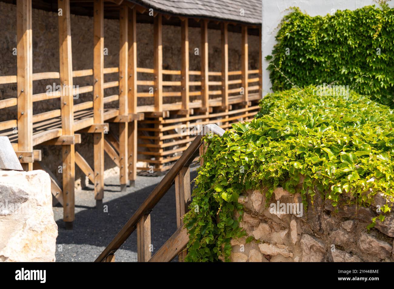 Historic wooden walkway in a castle with a stone wall covered in ivy ...