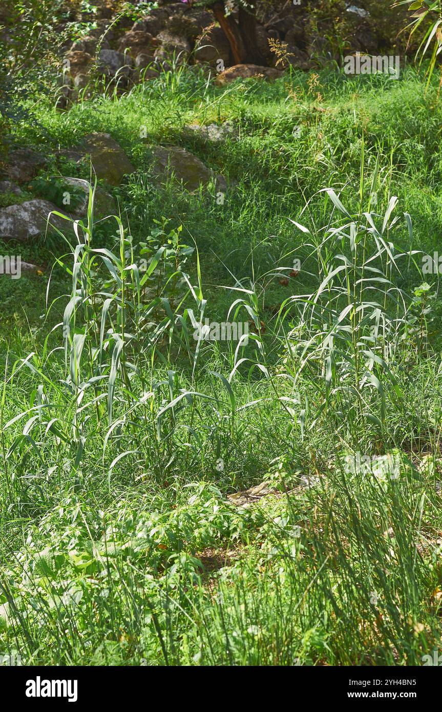 Picturesque meadow filled tall grasses hi-res stock photography and ...
