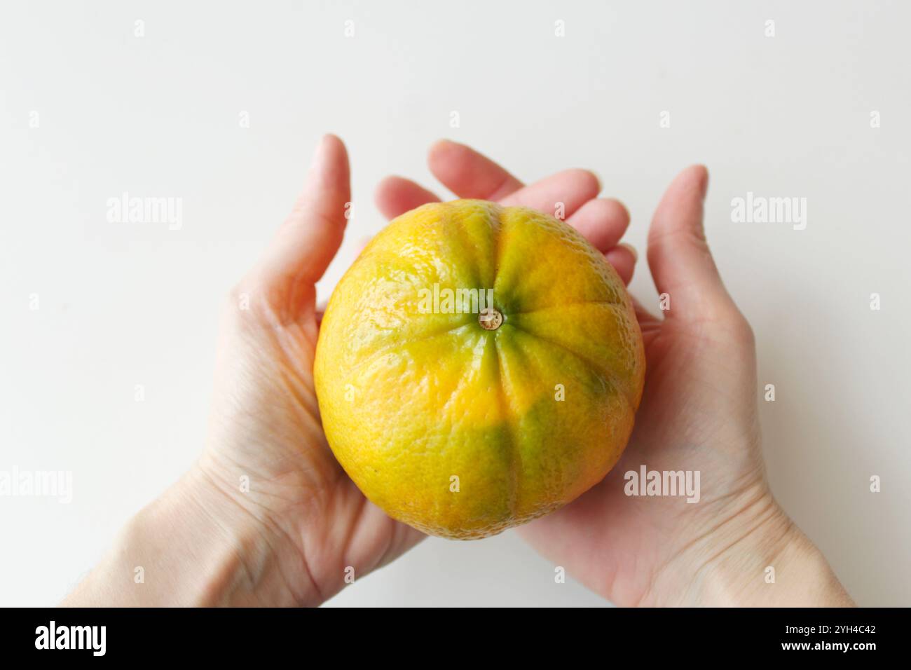 Brazilian hybrid tangerine held by caucasian hands. Tropical citrus ...