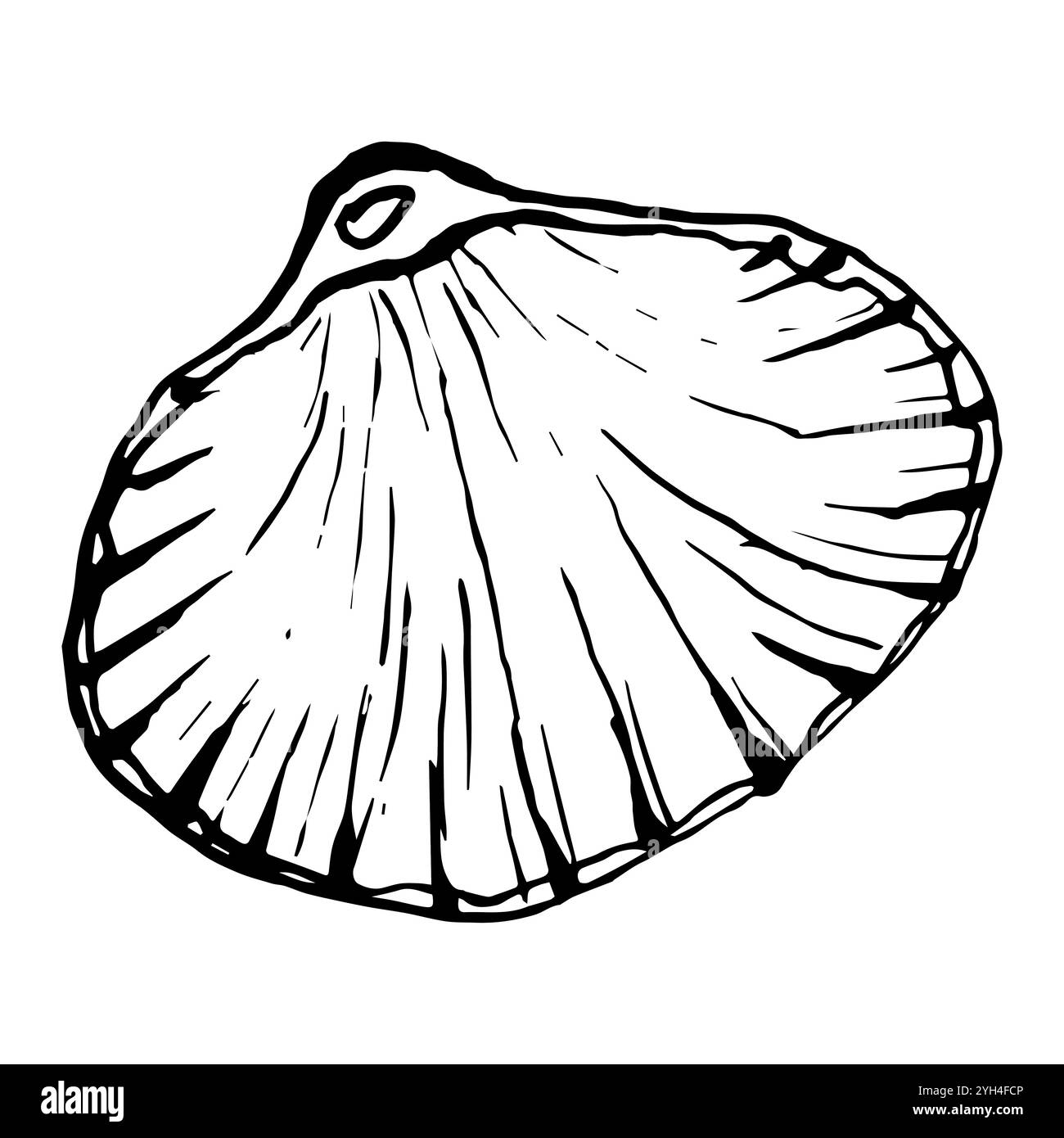 Line Art Illustration of Shell. Vector Seashells in Black and White ...