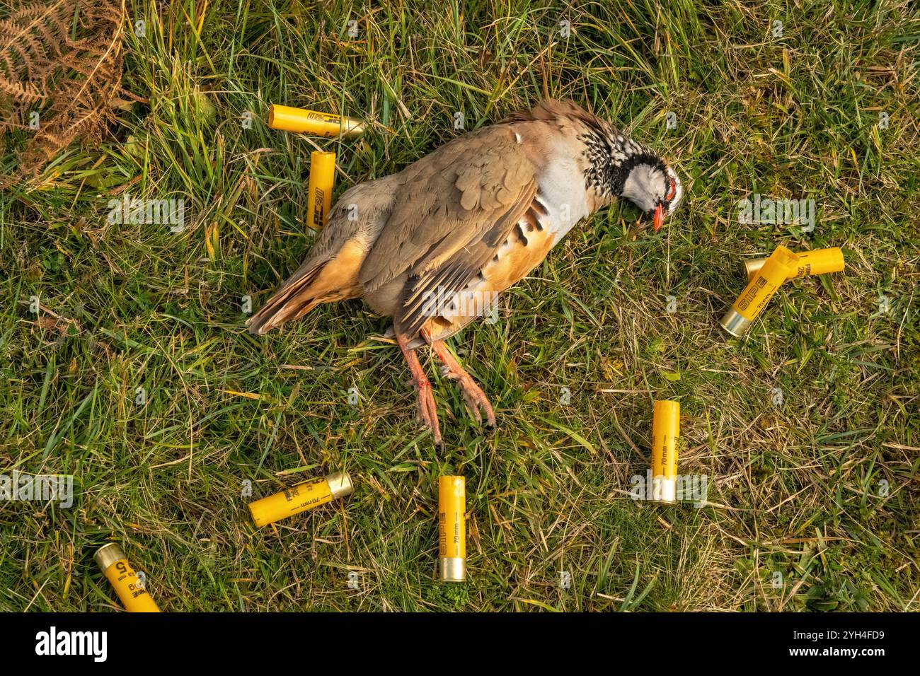 Shotgun cartridges scotland hi-res stock photography and images - Alamy