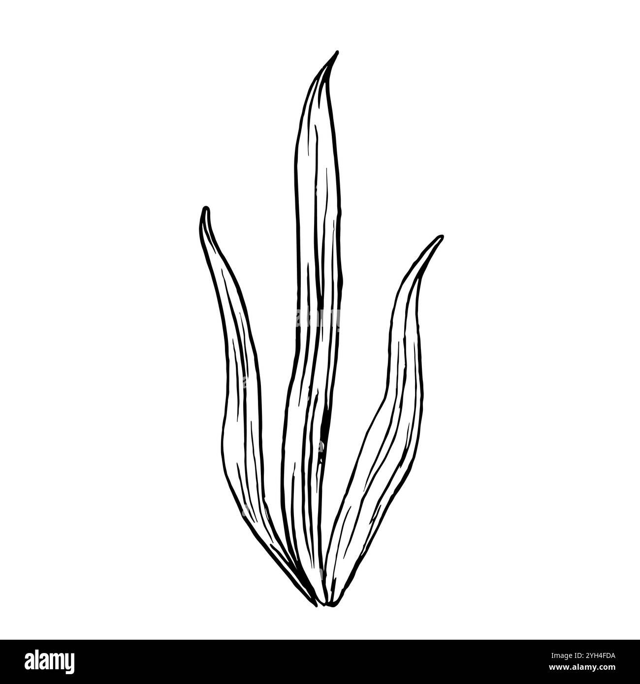 Sketch of Seaweed. Vector algae illustration of the underwater world ...