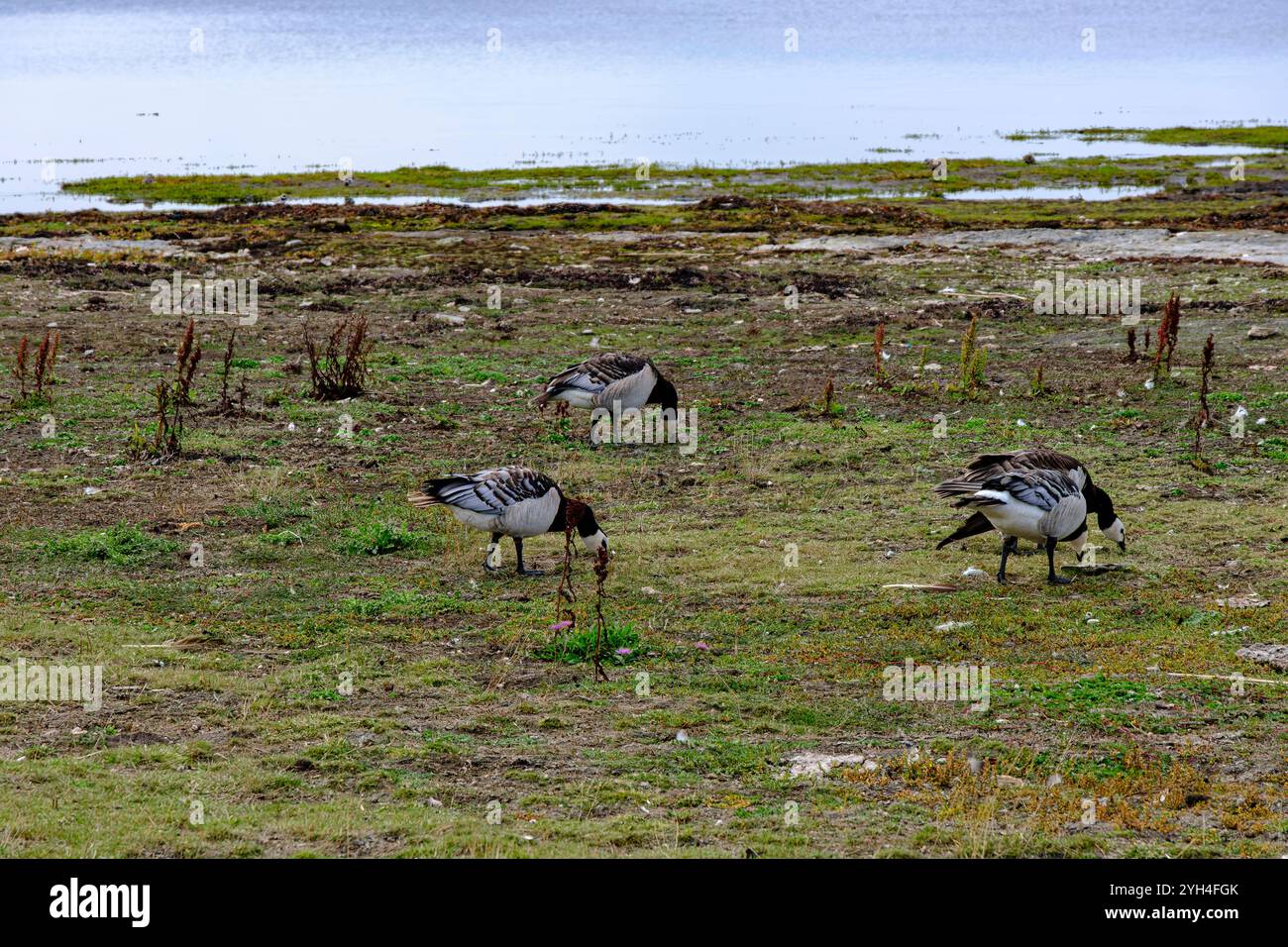 Oland goose hi-res stock photography and images - Alamy