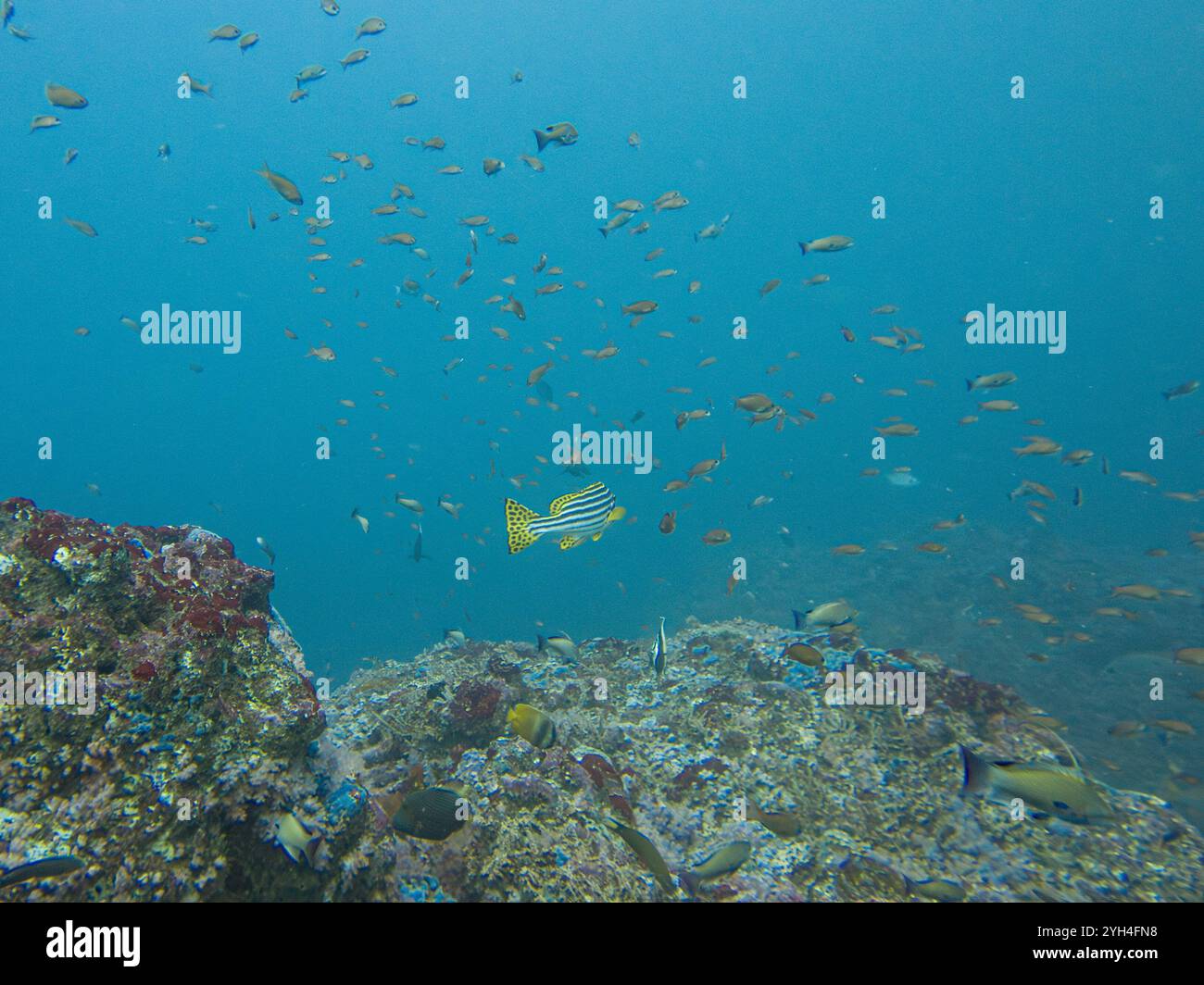 The Indian Ocean oriental sweetlips, also known as the oriental ...