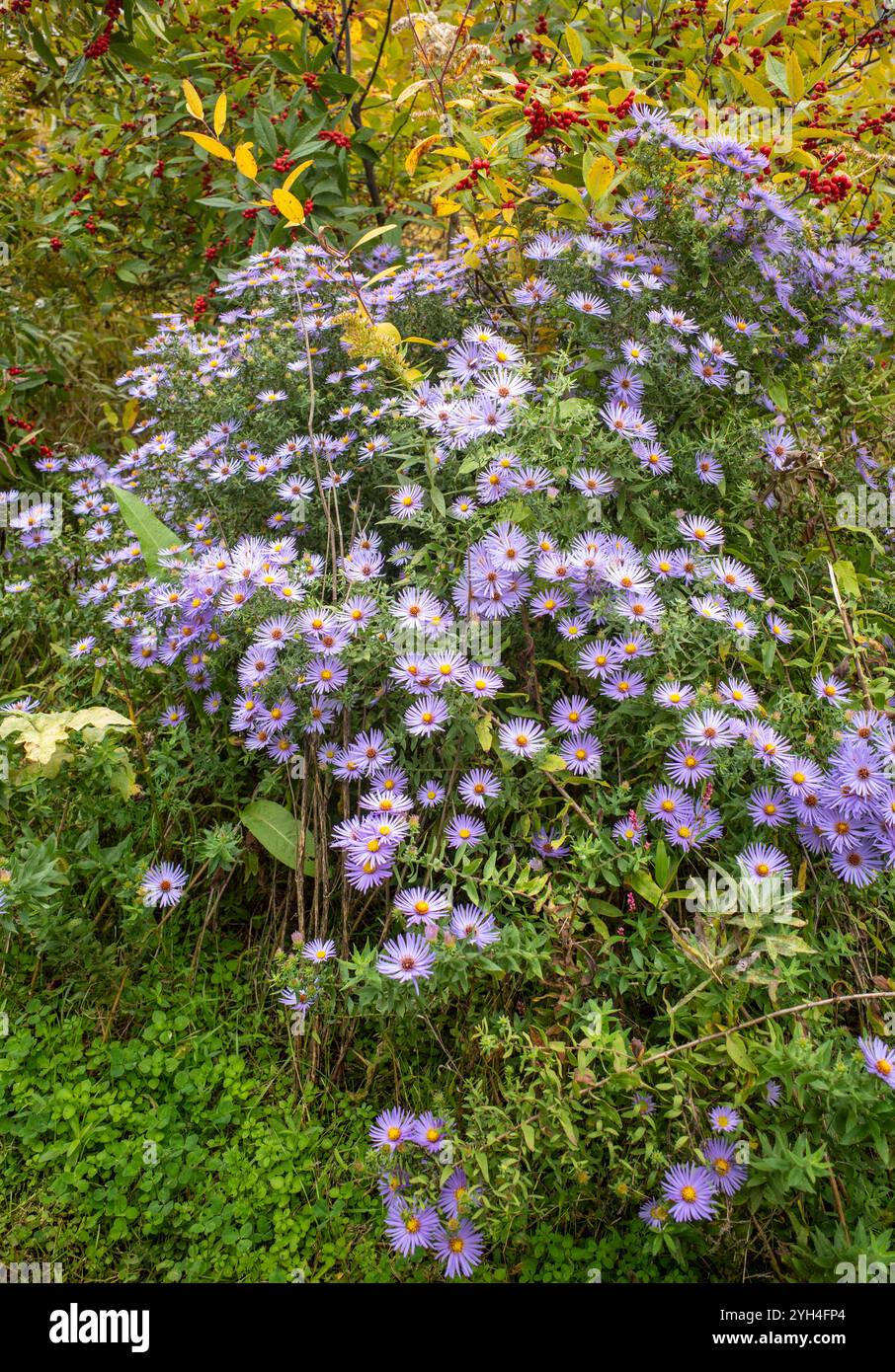 A vivid Purple Aromatic Aster blooms gracefully, while behind it stands ...