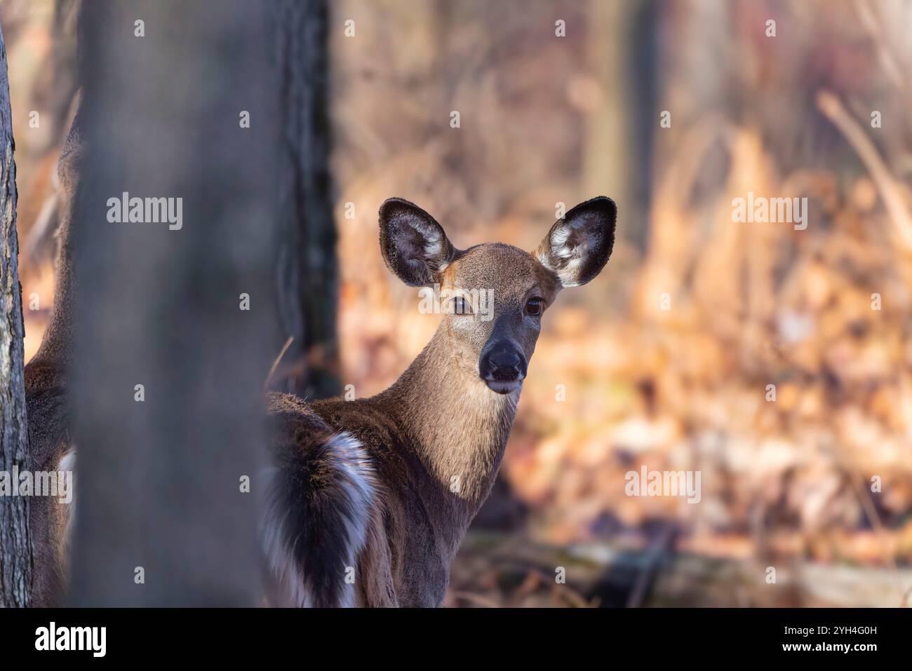 The white-tailed deer (Odocoileus virginianus), also known as the ...