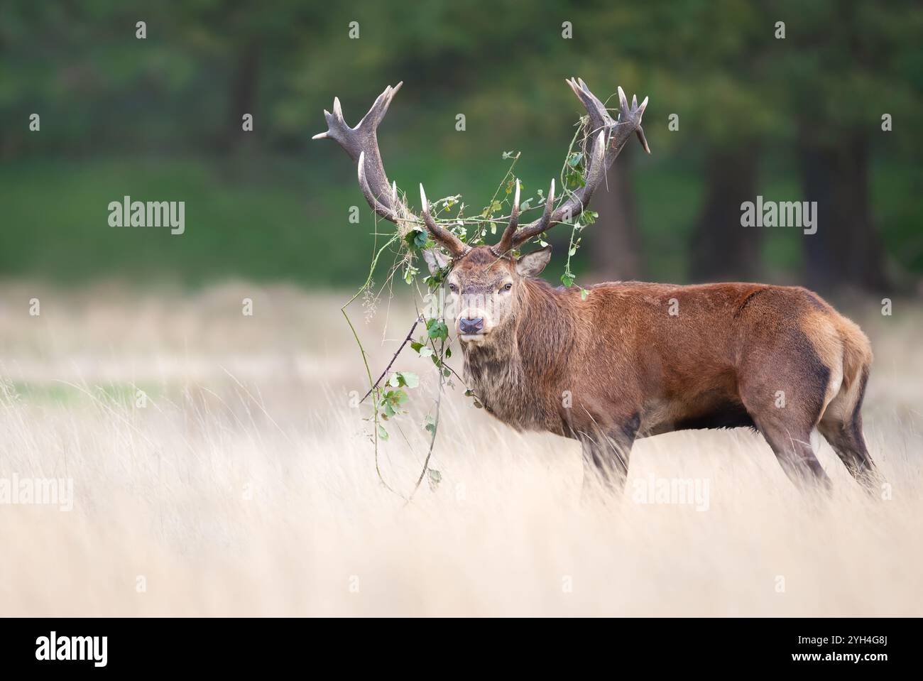 Deer Antlers Grass The Diversity Of Deer Here At Faccombe Estate