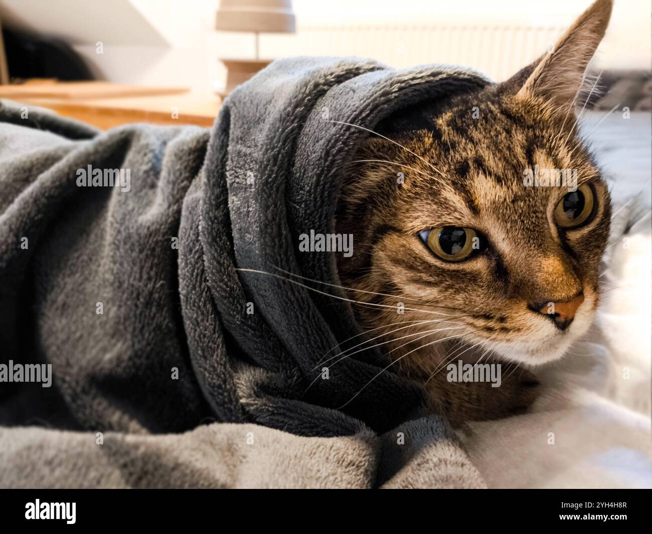 Katze kuschelt hi-res stock photography and images - Alamy