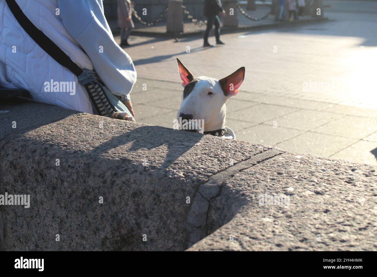 Public places dog walking hi-res stock photography and images - Alamy