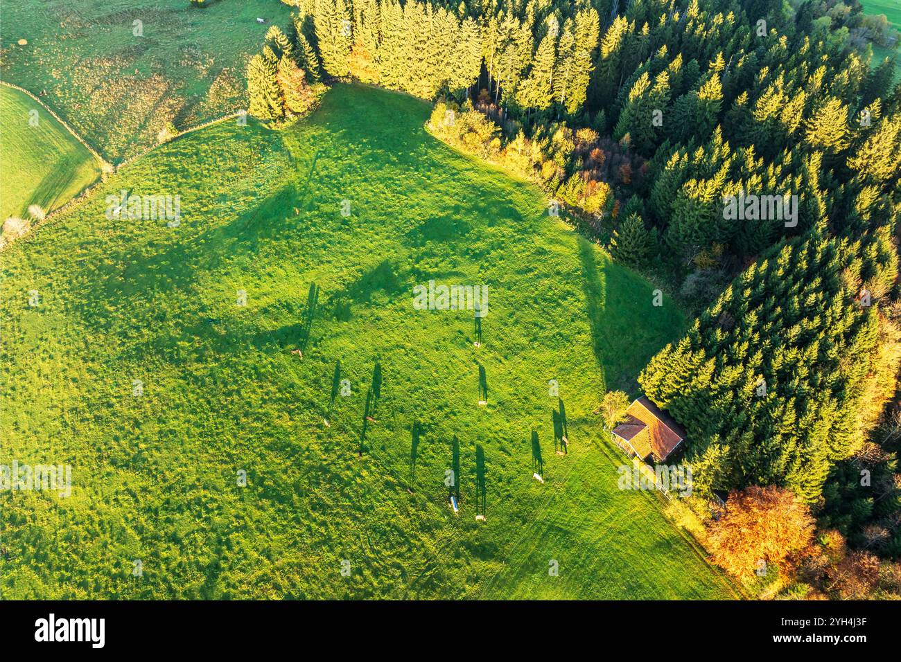 Top down drone shot cows hi-res stock photography and images - Alamy