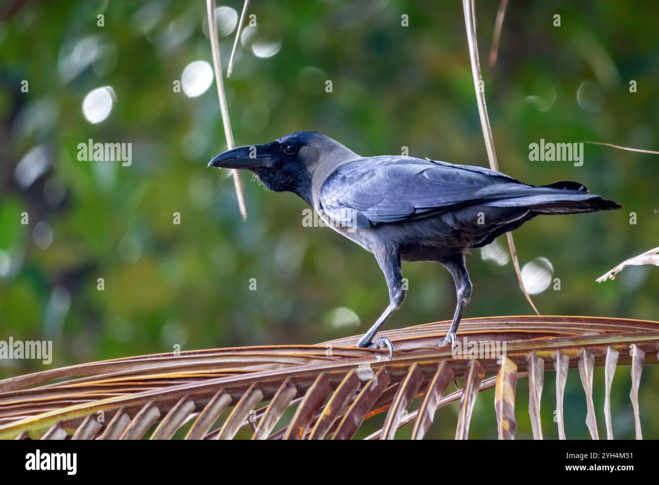 The Single House Crow (Corvus splendens), also known as the Grey-necked ...