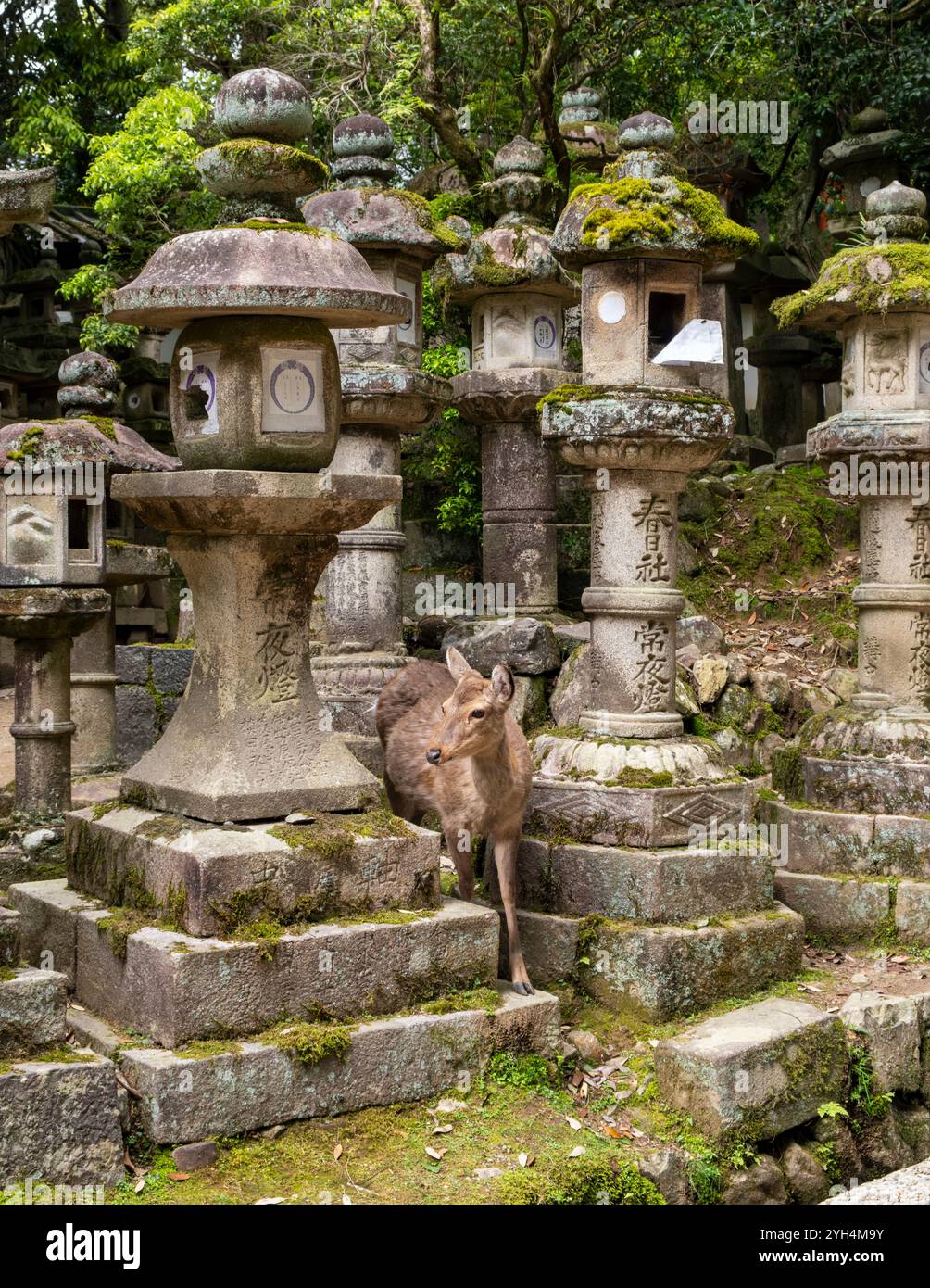 Deer and stone lanterns, Kasuga-taisha shrine, Nara, Japan Stock Photo ...