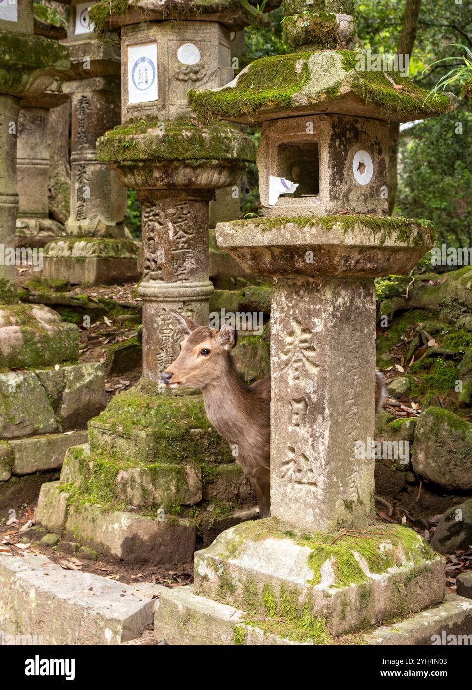 Taisha shrine hi-res stock photography and images - Alamy