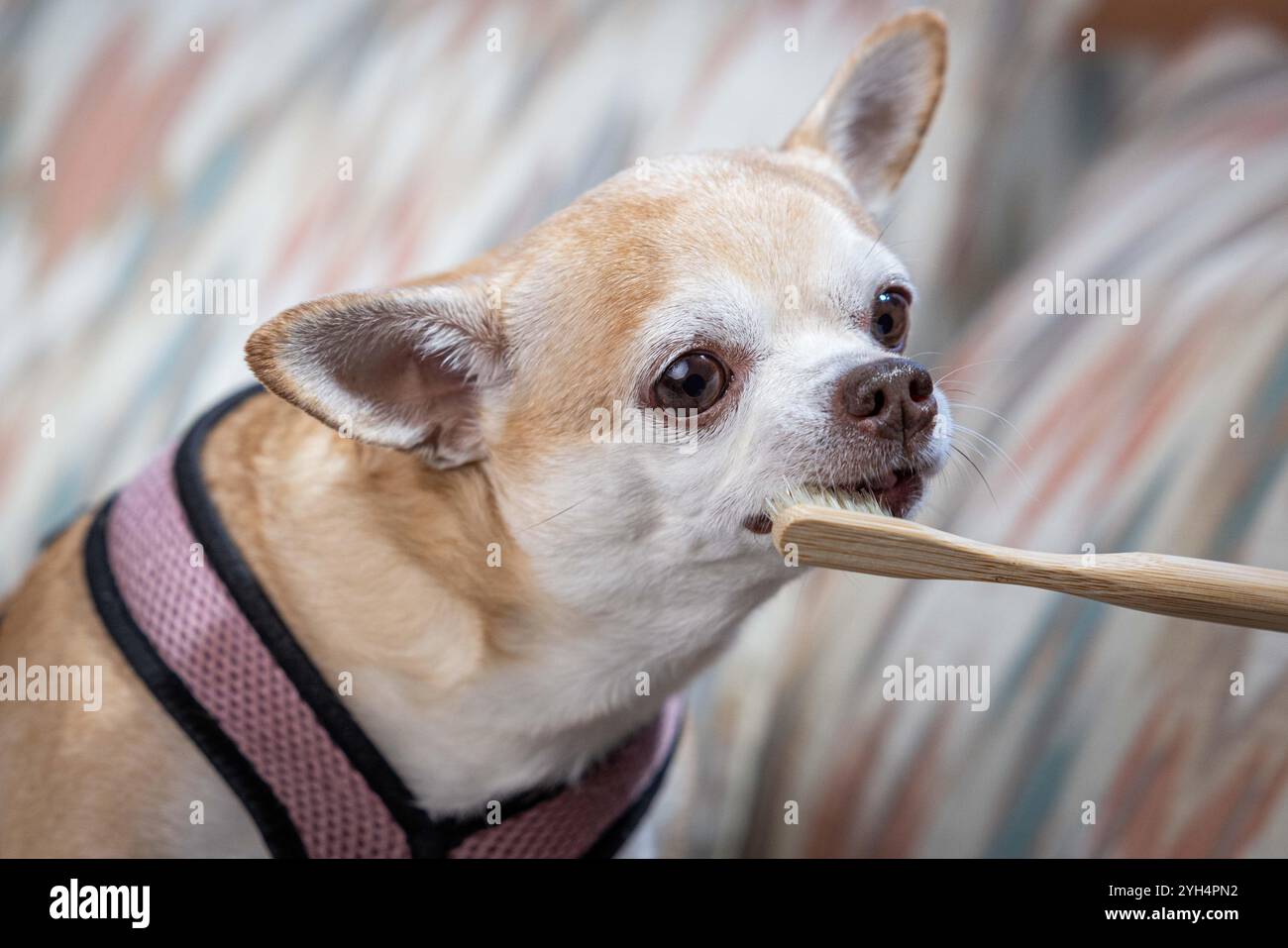 A small dog is sitting on a couch with a person holding a toothbrush ...