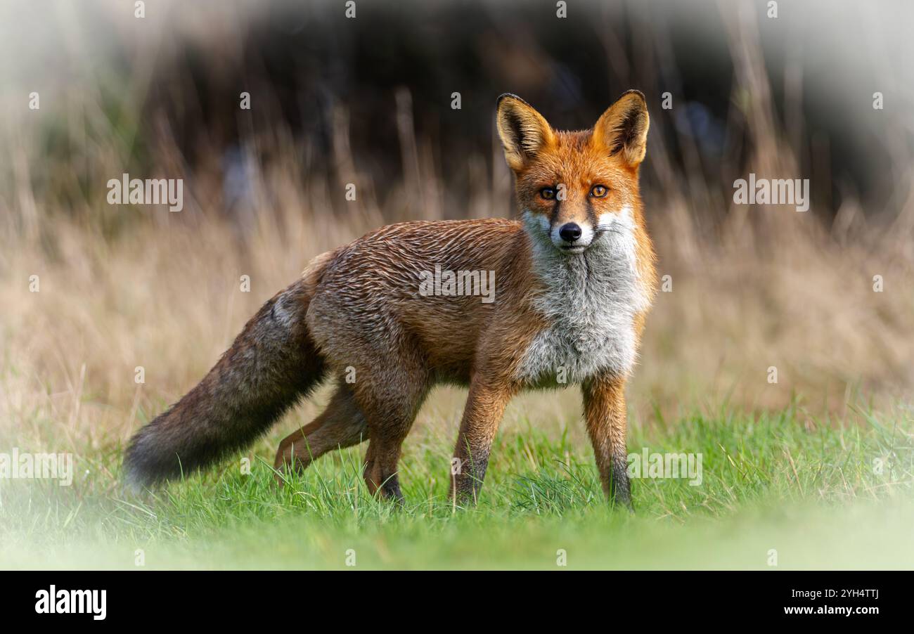 Get my best side Stock Photo - Alamy