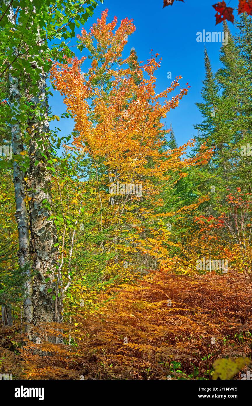 Colorful Trees and Ferns In the Fall Forest Along the Gunflint Trail in ...